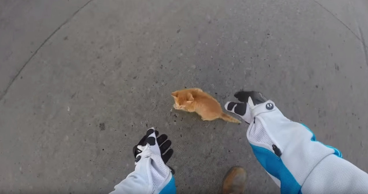Video: Motorcyclist saves kitten | MCN