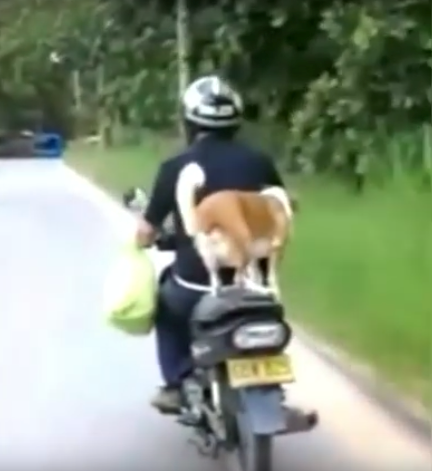 Brave dog rides pillion in Colombia | MCN