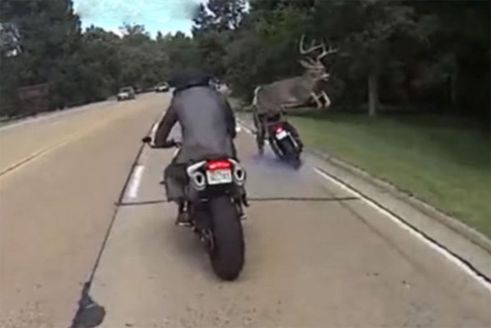 Ever seen a deer jump over a motorcycle? | MCN