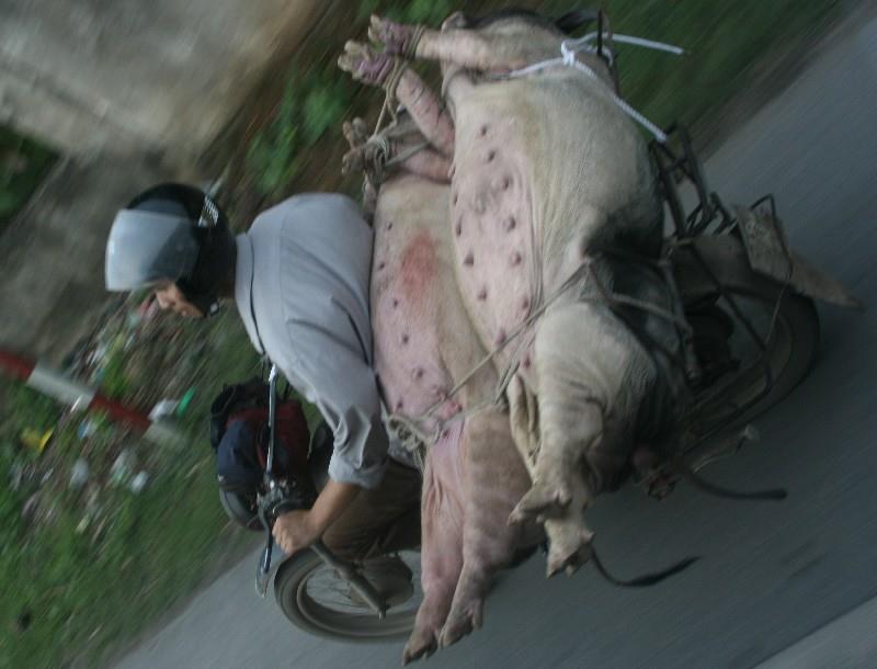 Piggy back ride! | MCN