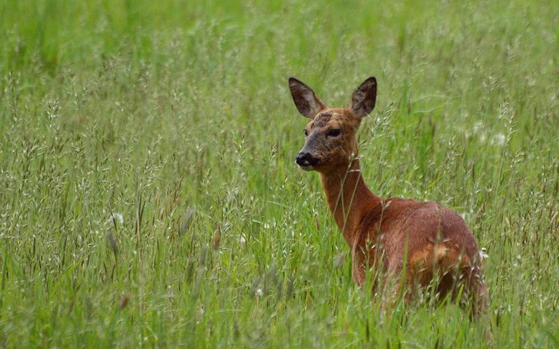 Deer threat to road safety