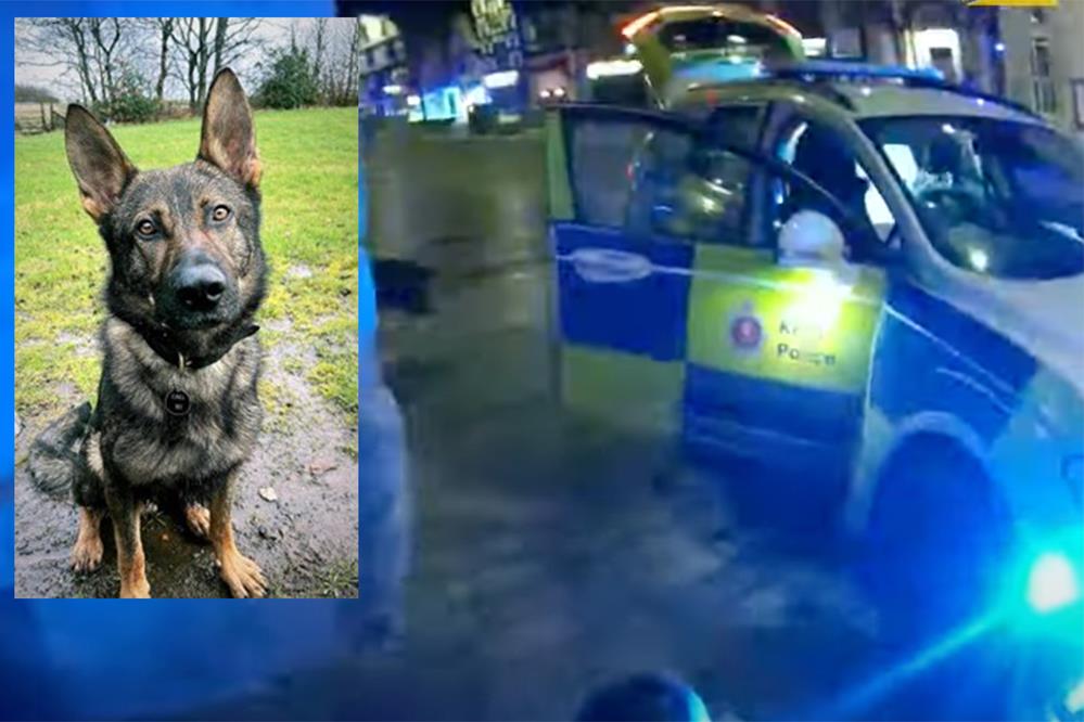 Motorcycle thief jailed days after police dog pursuit